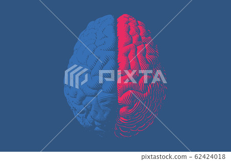 Top view left and right human brain illustration - Stock Illustration ...