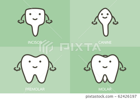 type of tooth ( incisor, canine, premolar, molar ) - Stock Illustration ...