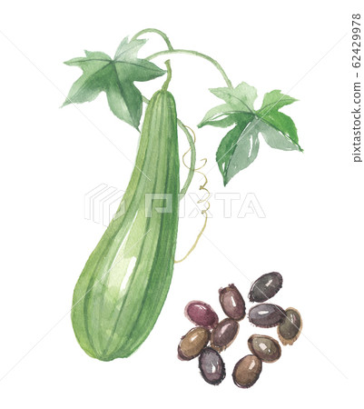Hechima and seed - Stock Illustration [62429978] - PIXTA