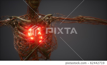 CG Animation Of A Sick Human Heart - Stock Illustration [62442719] - PIXTA
