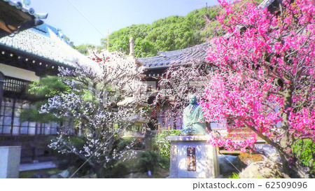 Plum blossoms and Suma Temple - Stock Illustration [62509096] - PIXTA