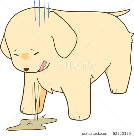 Golden retriever puppy (vomiting) - Stock Illustration [62530359] - PIXTA