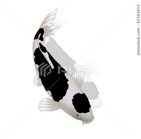 Koi fish Japanese icon - Stock Illustration [62592653] - PIXTA