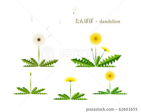 Simple illustration of dandelion - Stock Illustration [62601655] - PIXTA