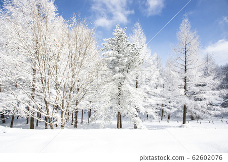Winter trees in Hambaeksan with snow - Stock Photo [62602076] - PIXTA