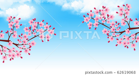 Sakura spring flower background - Stock Illustration [62619068] - PIXTA