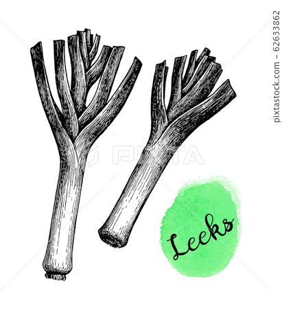Ink sketch of leeks. - Stock Illustration [62633862] - PIXTA