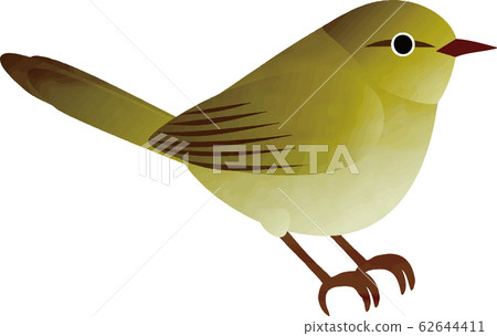 Uguisu Birds Spring Spring Watercolor Touch... - Stock Illustration ...
