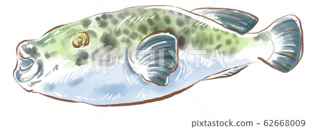Tiger puffer fish - Stock Illustration [62668009] - PIXTA