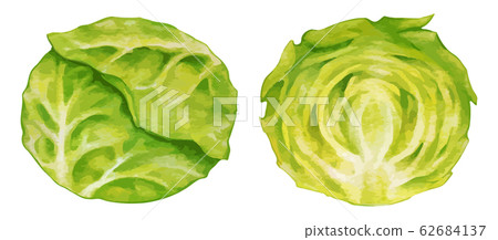 Illustration of a cross section of cabbage cabbage - Stock Illustration ...