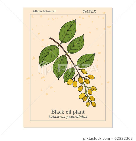 Black oil plant, or intellect tree celastrus... - Stock Illustration ...