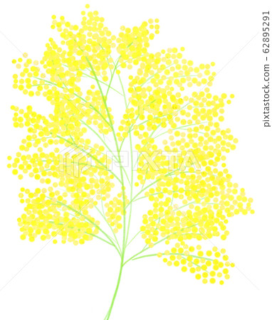 Yellow spring flower mimosa cartoon - Stock Illustration [62895291] - PIXTA