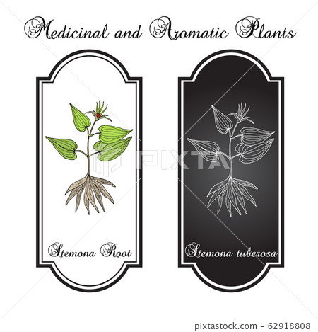 Stemona tuberosa, medicinal plant - Stock Illustration [62918808] - PIXTA