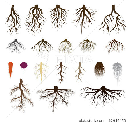 Root system set vector illustrations, taproot... - Stock Illustration ...