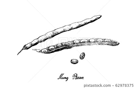 Hand Drawn of Mung Bean Pods and Seed - Stock Illustration [62978375 ...