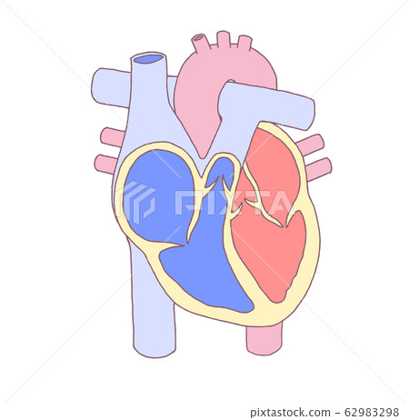 Heart cross section - Stock Illustration [62983298] - PIXTA