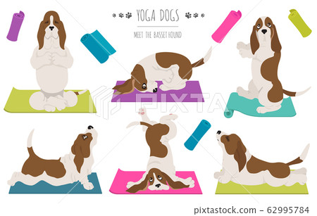 Yoga dogs poses and exercises. Basset hound - Stock Illustration ...