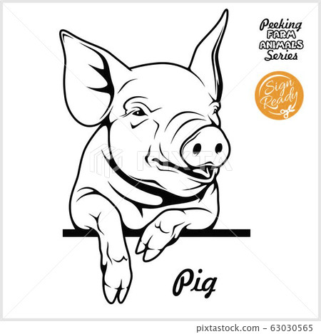 Peeking Pig - Cheerful Pig peeking out - face... - Stock Illustration ...