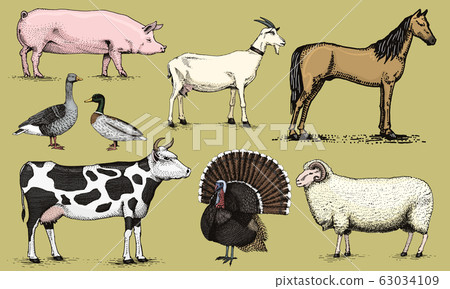 Farm animals. Pig Goat Horse Sheep Cattle Cow... - Stock Illustration ...