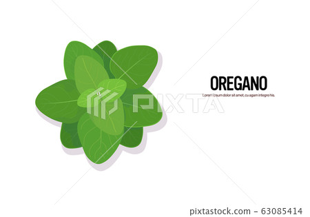 realistic oregano tasty fresh herb green leaves...-插圖素材 [63085414 ...