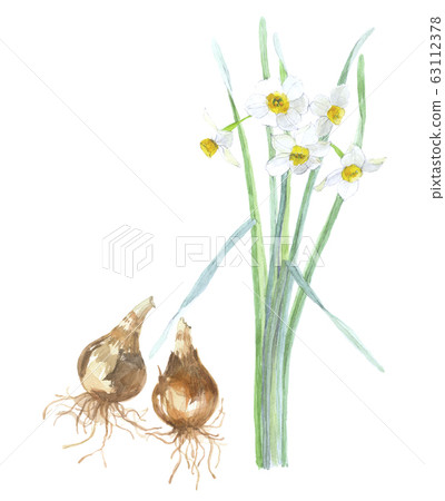 Narcissus flowers and roots - Stock Illustration [63112378] - PIXTA