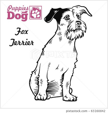 Fox Terrier puppy sitting. Drawing by hand,... - Stock Illustration ...