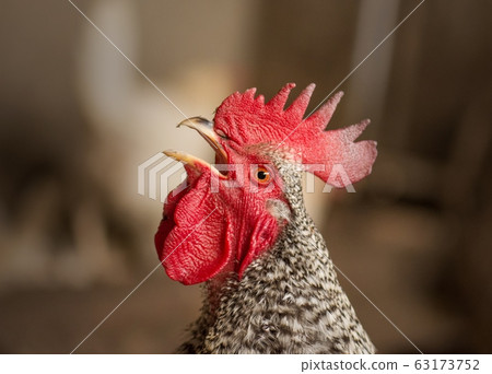 Crowing Rooster Head
