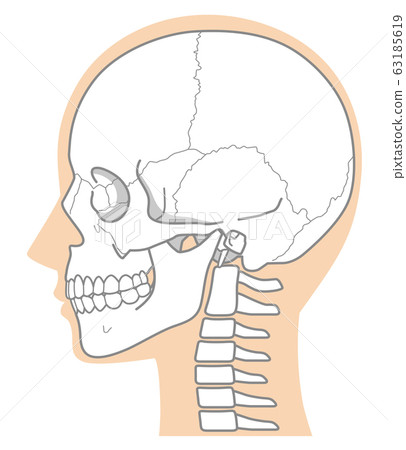 Skull head bone - Stock Illustration [63185619] - PIXTA