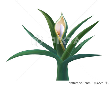 Philodendron Cellum Flower Refinement - Stock Illustration [63224919 ...