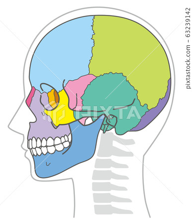 Skull head bone - Stock Illustration [63239142] - PIXTA