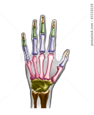 Medical Pictures Info Hand Bones Bones In The Hand Of A Model