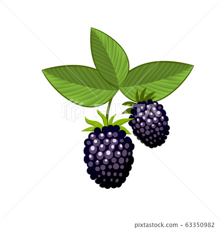 Hand drawn branch bramble berries with leaves.... - Stock Illustration ...