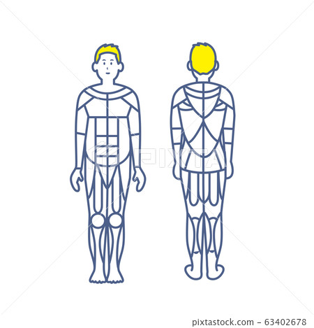 Muscle diagram front and back - Stock Illustration [63402678] - PIXTA