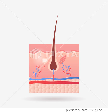 Hair Strand Anatomy