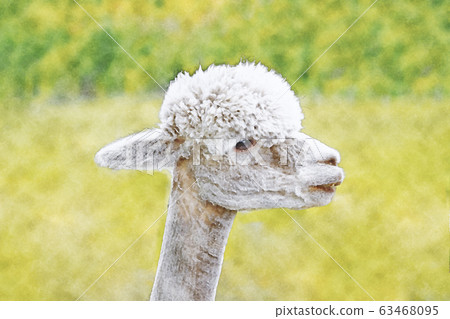 Alpaca-shearing watercolor - Stock Illustration [63468095] - PIXTA