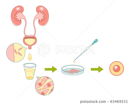 Culture of cells from the kidney - Stock Illustration [63469331] - PIXTA