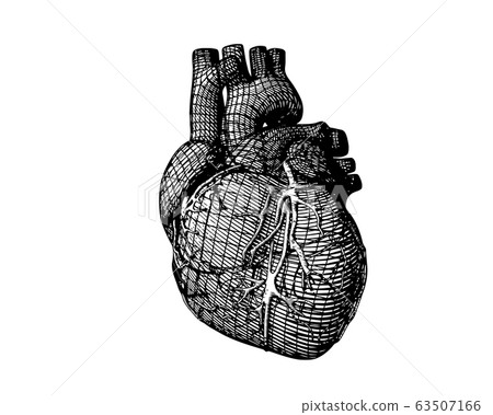 Monochrome stylized wireframe human heart - Stock Illustration ...