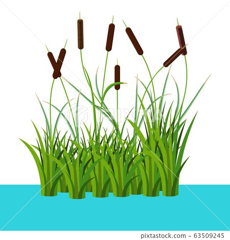 Bunch of reed bushes in the water vector... - Stock Illustration ...