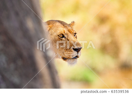 Focused Lion