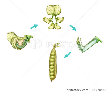 Structure of soybean growth process - Stock Illustration [63578485] - PIXTA