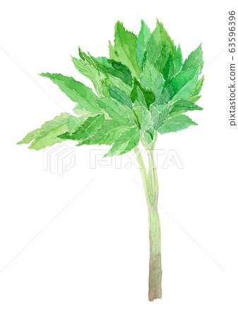 Angelica keiskei Ashitaba - Stock Illustration [63596396] - PIXTA