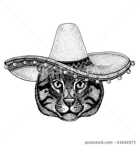 Cat wearing traditional mexican hat. Classic... - Stock Illustration ...
