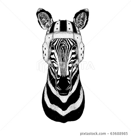 Zebra. Portrait of animal wearing rugby helmet - Stock Illustration ...