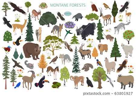 Montane forest biome, natural region infographic. - Stock Illustration ...