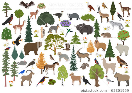 Montane forest biome, natural region infographic. - Stock Illustration ...