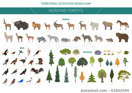 Montane forest biome, natural region infographic. - Stock Illustration ...