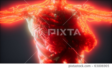 Colorful Human Body animation showing bones and - Stock Illustration ...