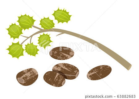 Castor Beans Ricinus Communis Isolated Vector Icon - Stock Illustration ...