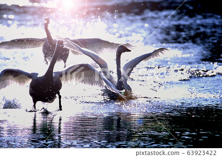 3 swans backlit by water - Stock Illustration [63923422] - PIXTA