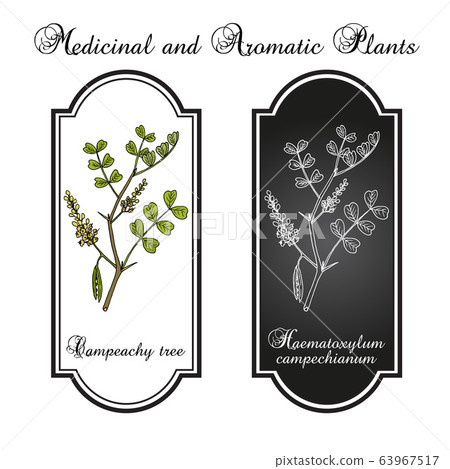 Campeachy tree Haematoxylum campechianum ,... - Stock Illustration ...